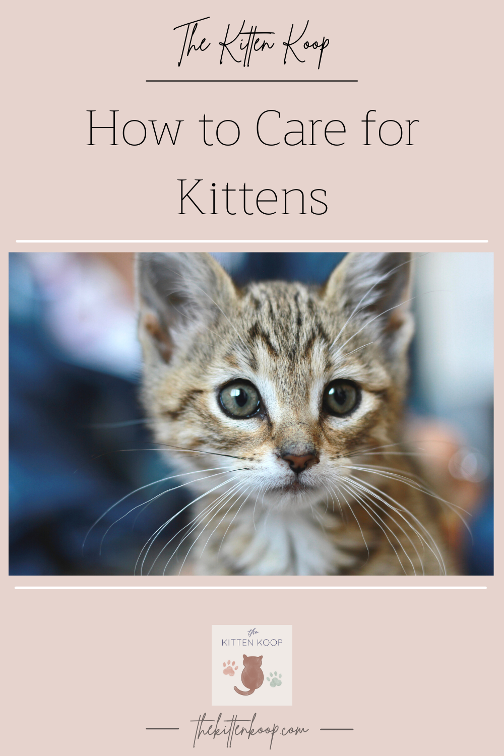 How to Care for Kittens – The Kitten Koop