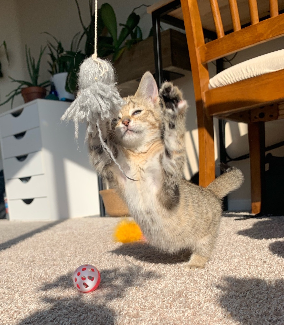 How to Care for Kittens – The Kitten Koop