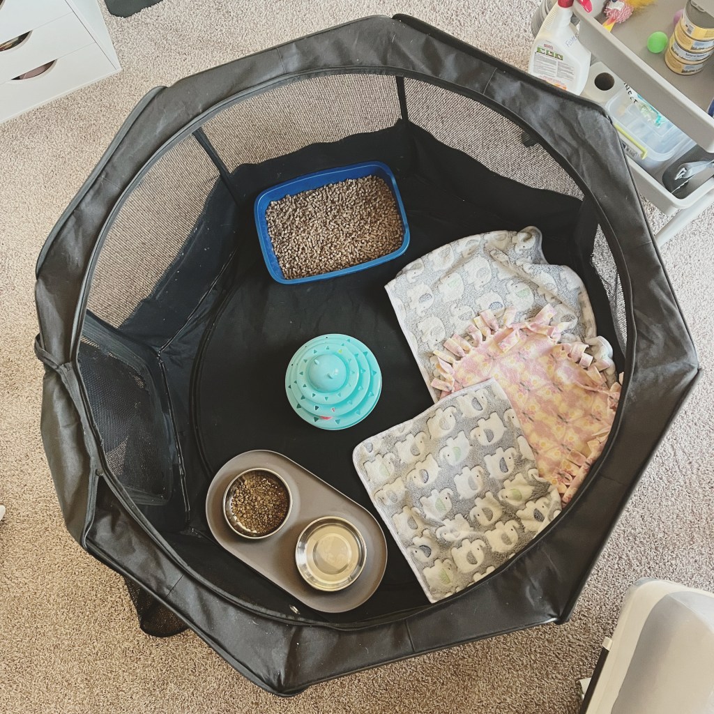 The Ultimate Guide to Setting Up Your Kitten Room – The Kitten Koop