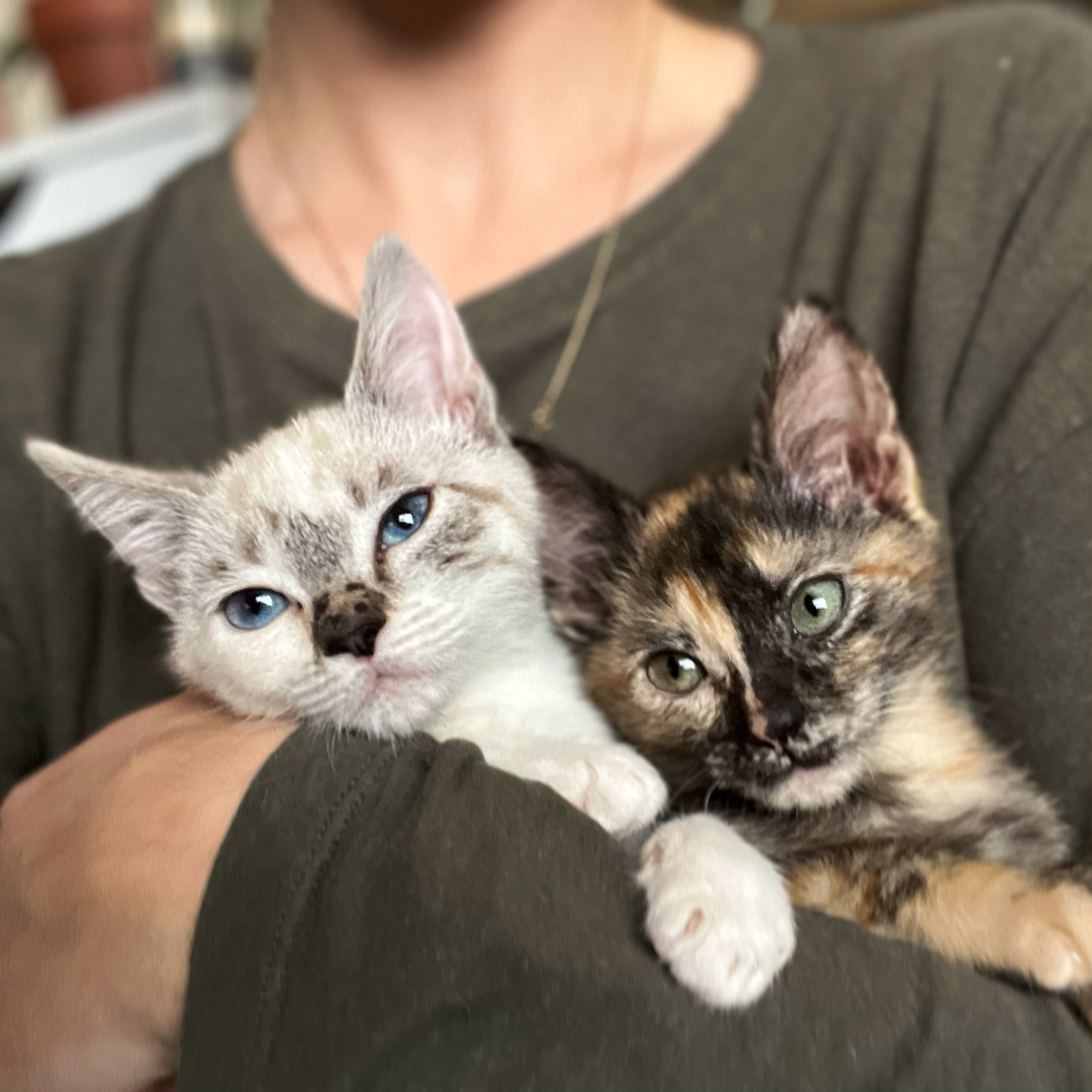 How to Plan for Meetings with Kitten Adopters – The Kitten Koop