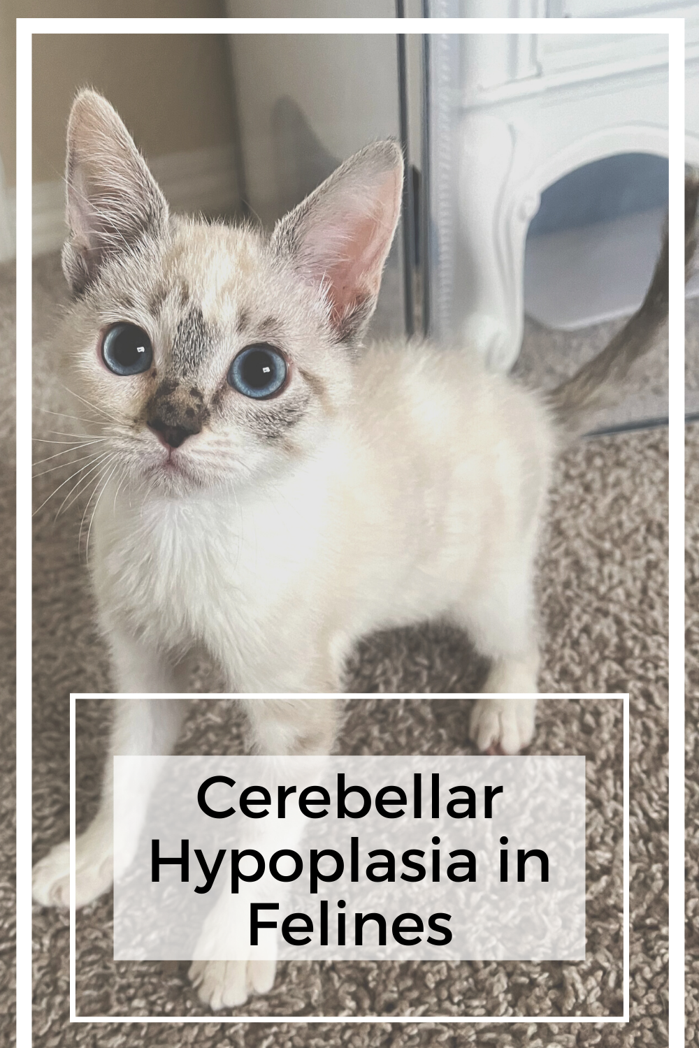 Cerebellar Hypoplasia in Felines: Symptoms, Causes, and Support – The ...