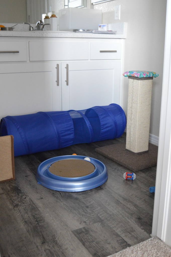 The Ultimate Guide to Setting Up Your Kitten Room – The Kitten Koop