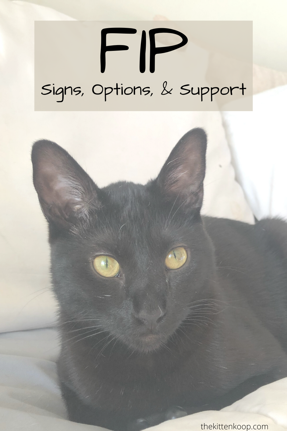 FIP: Signs, Options, and Support – The Kitten Koop