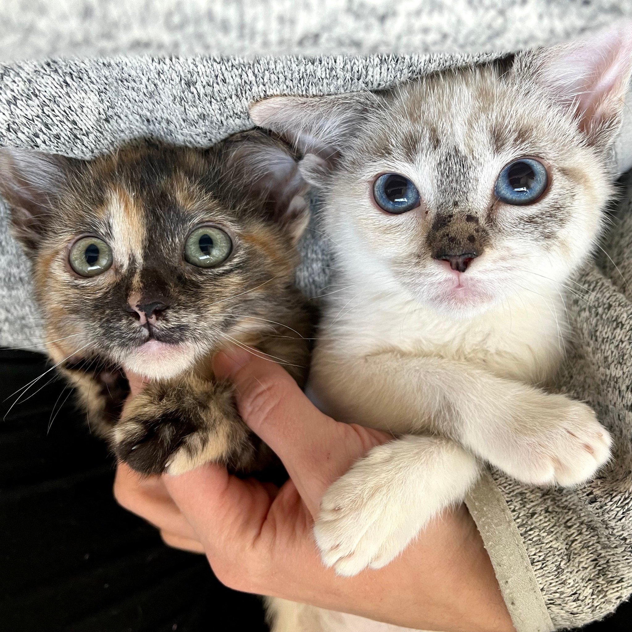 Cerebellar Hypoplasia in Felines: Symptoms, Causes, and Support – The ...