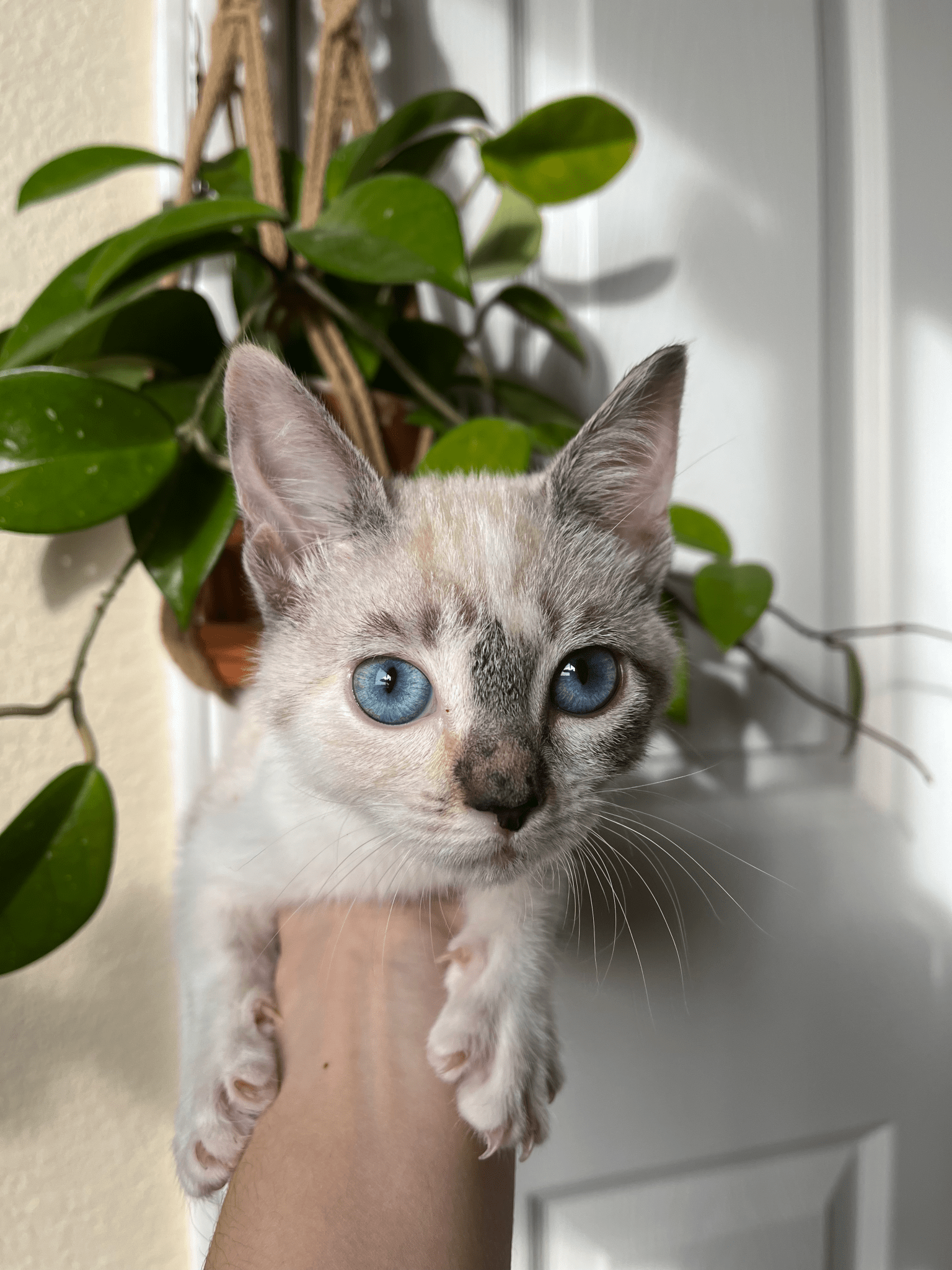 How to Plan for Meetings with Kitten Adopters – The Kitten Koop