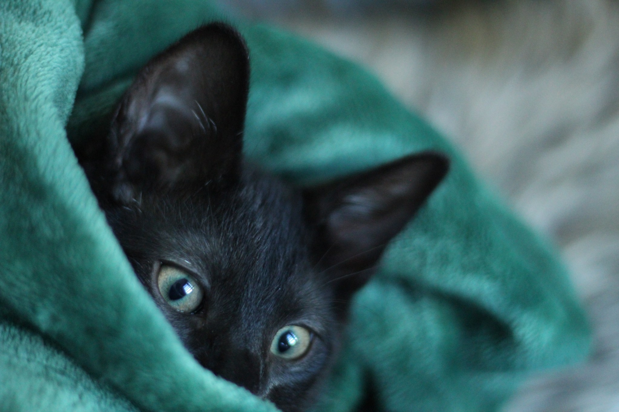 FIP: Signs, Options, and Support – The Kitten Koop