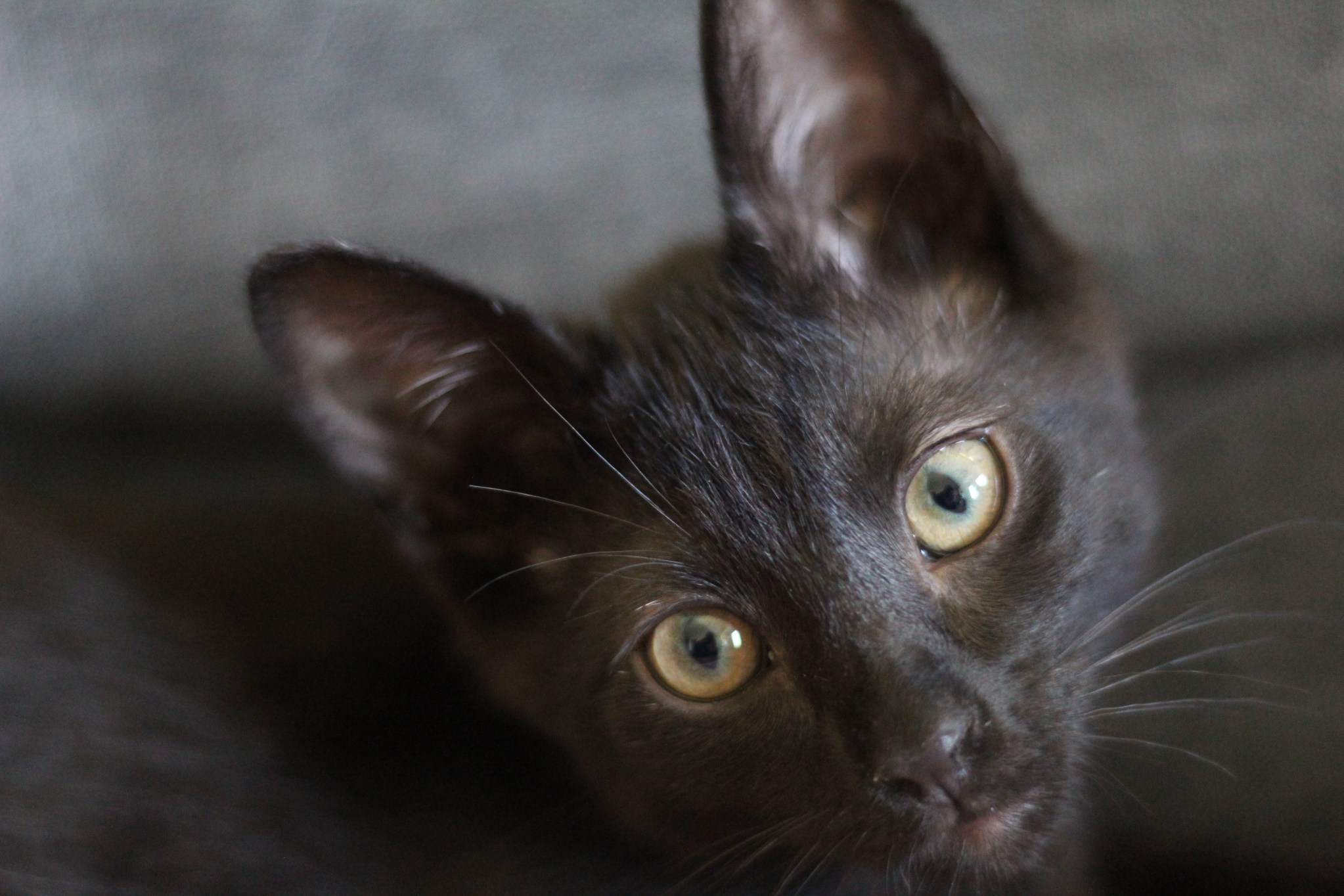 FIP: Signs, Options, and Support – The Kitten Koop