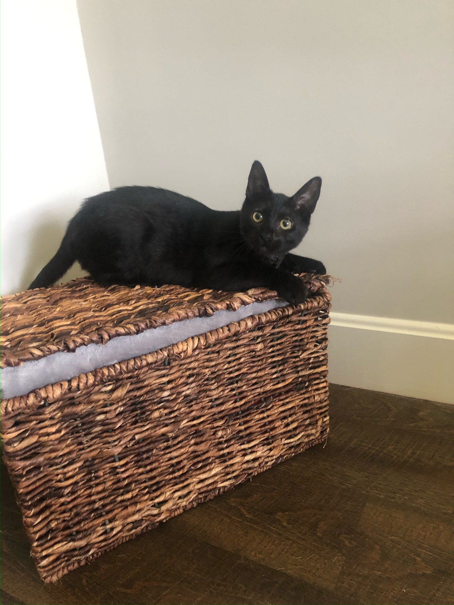 FIP: Signs, Options, and Support – The Kitten Koop