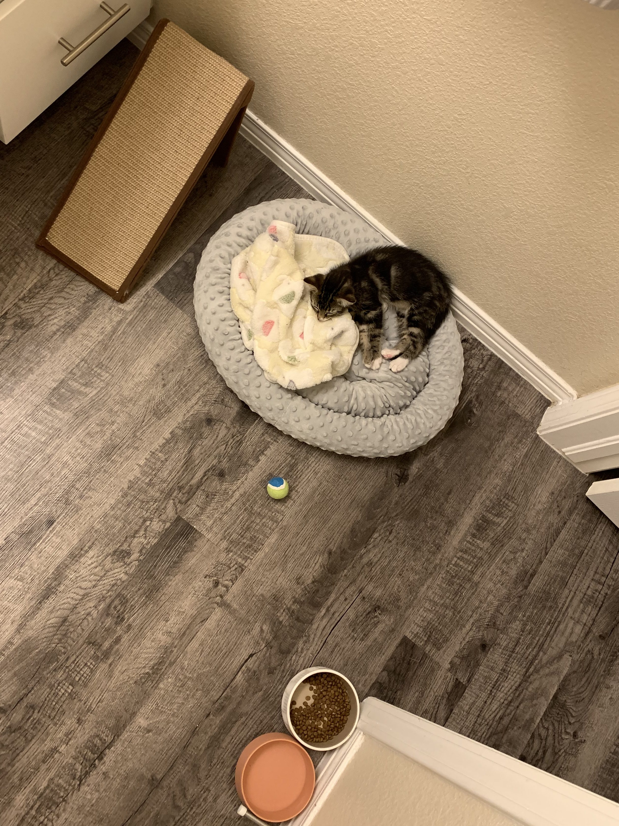 The Ultimate Guide to Setting Up Your Kitten Room – The Kitten Koop