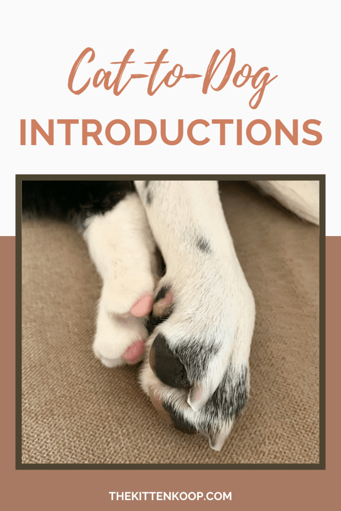 Cat-to-Dog Introductions: A Step-by-Step Guide – The Kitten Koop