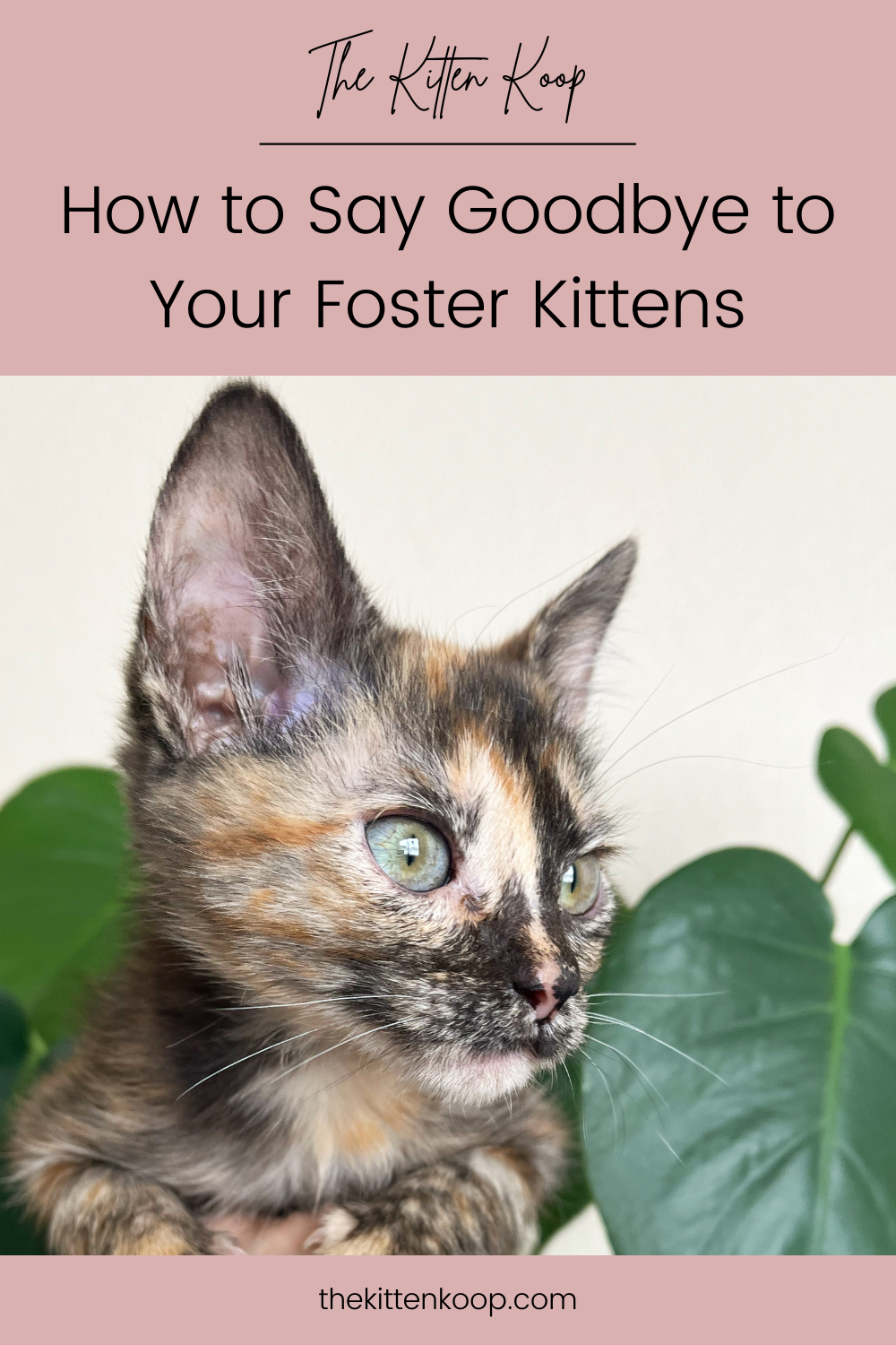 How to Say Goodbye to Your Foster Kittens – The Kitten Koop
