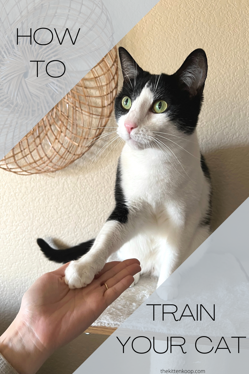 How to Train Your Cat to do Tricks – The Kitten Koop