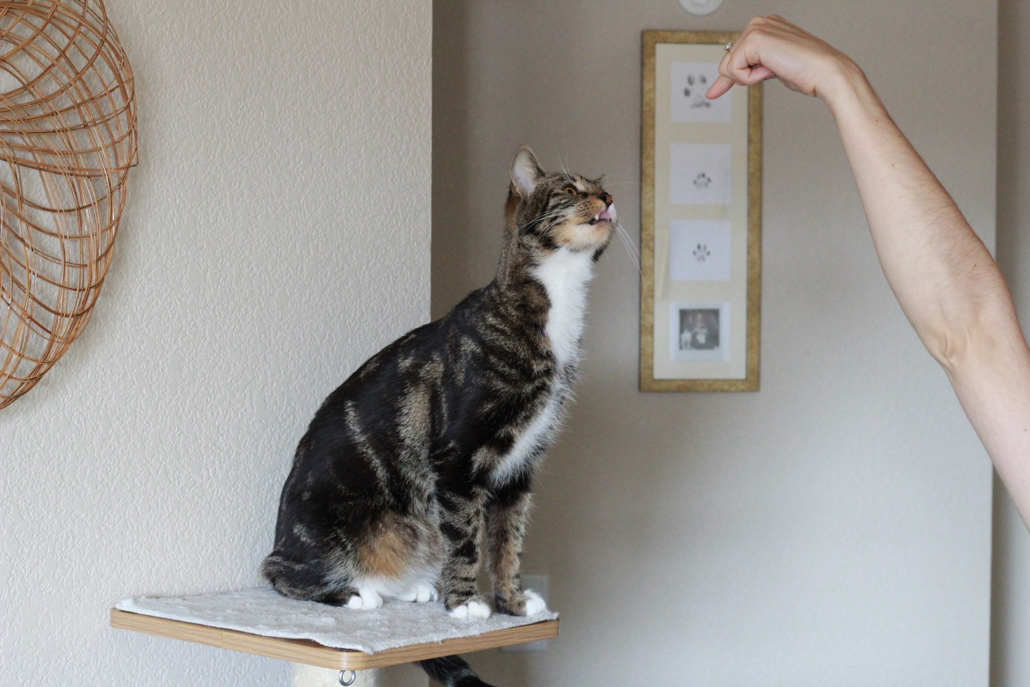 How to Train Your Cat to do Tricks – The Kitten Koop