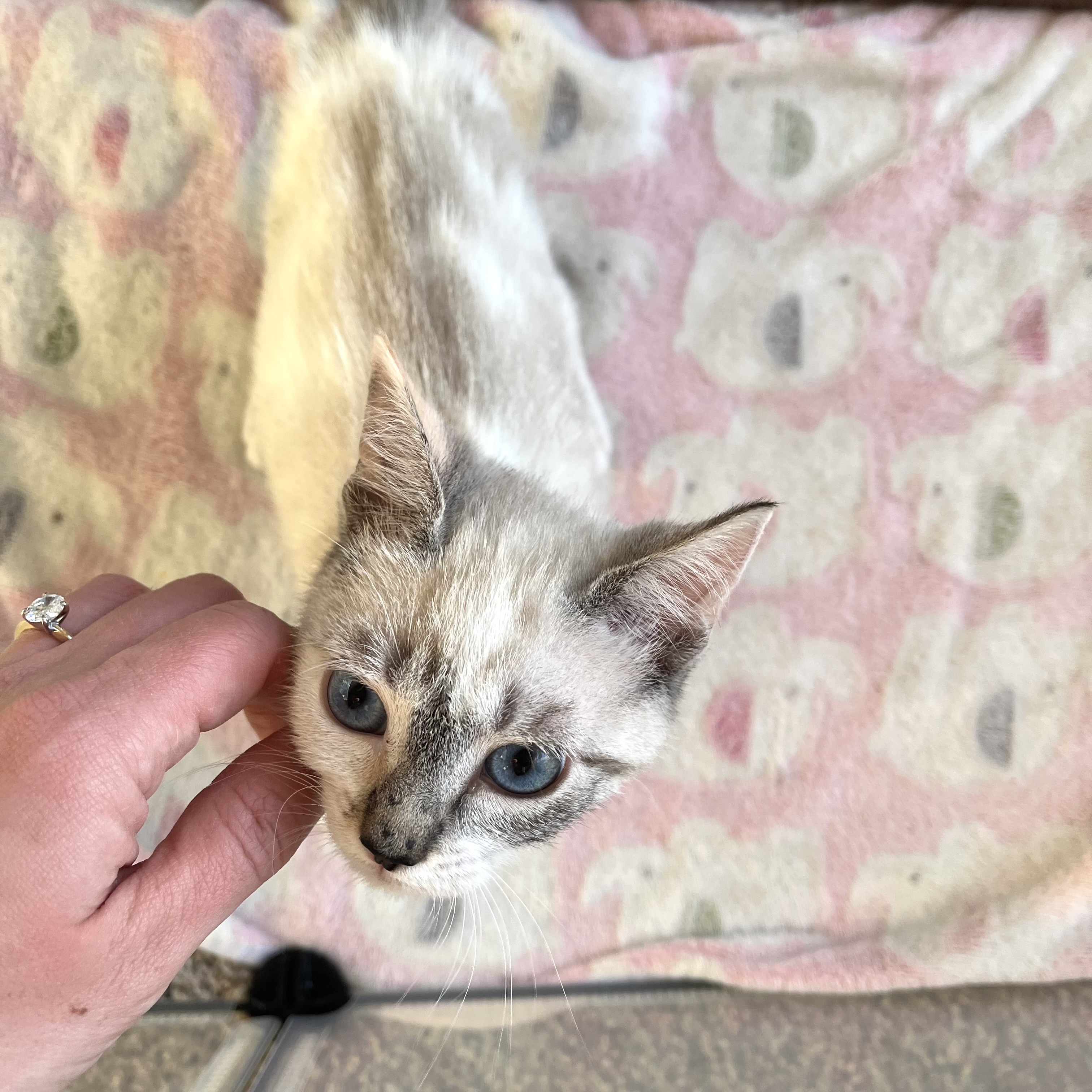 How to Say Goodbye to Your Foster Kittens – The Kitten Koop