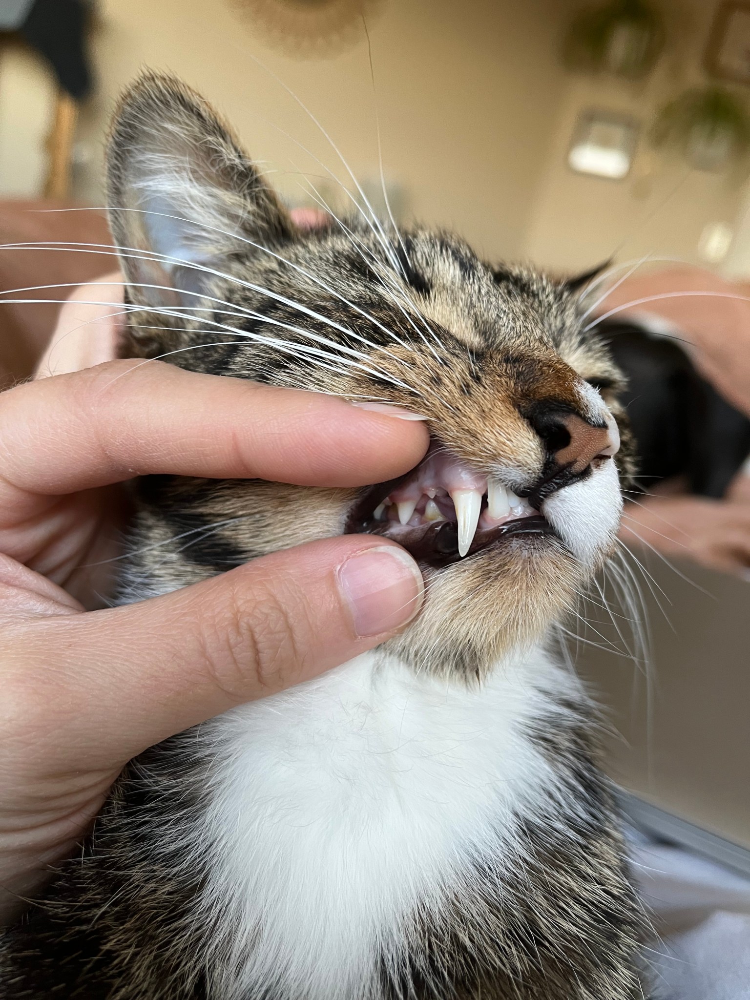 How to Get Your Cat to Stop Chewing on Cords – The Kitten Koop