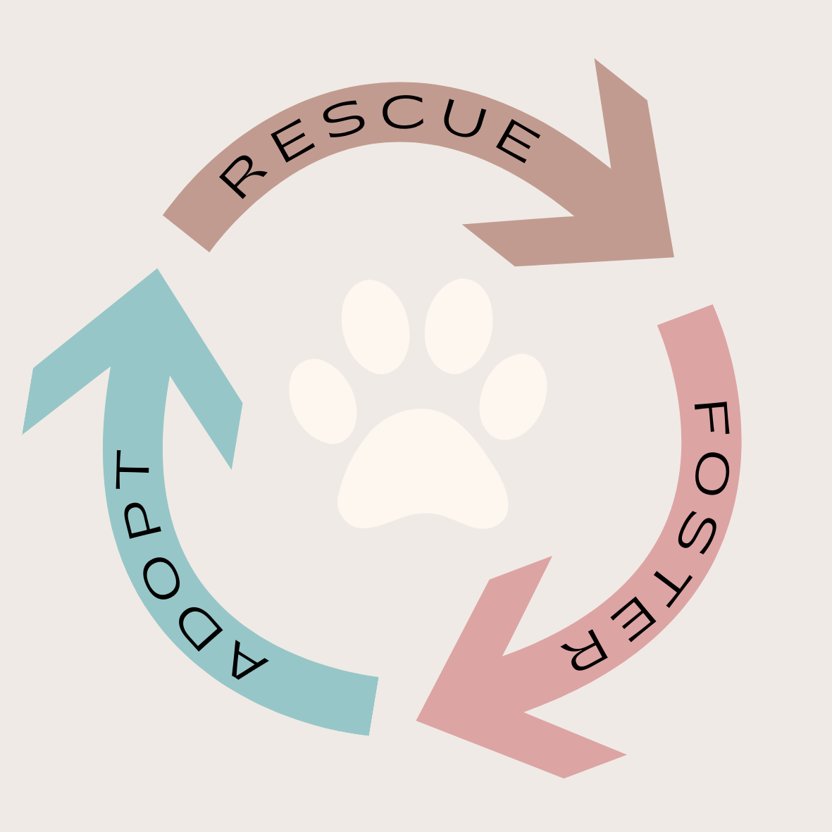 The Importance of Fostering Cats and Kittens – The Kitten Koop