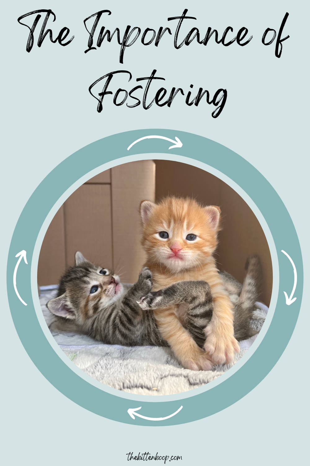 The Importance of Fostering Cats and Kittens – The Kitten Koop