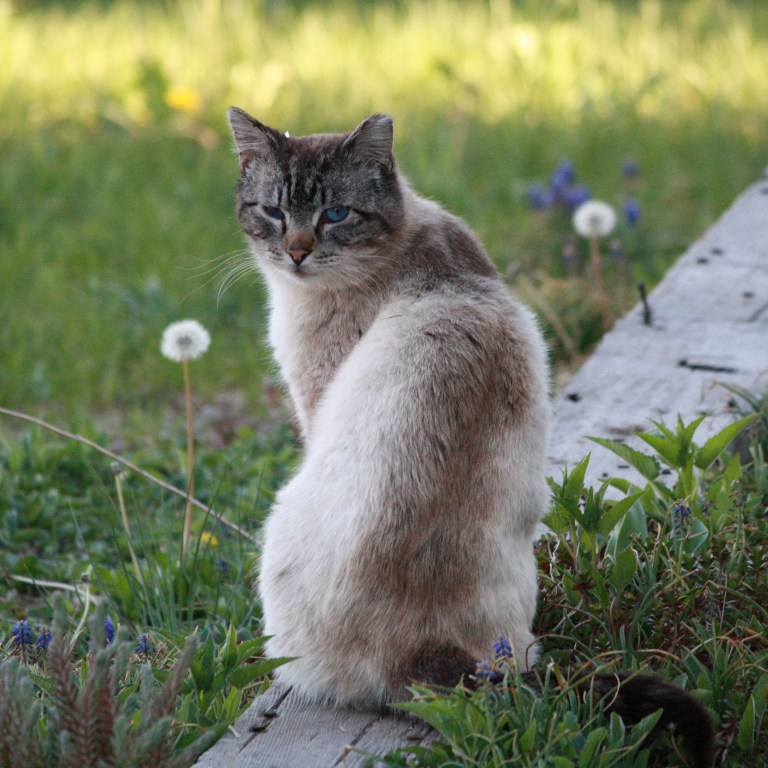 TNR: What it is, Why it is Important, and How to Help – The Kitten Koop