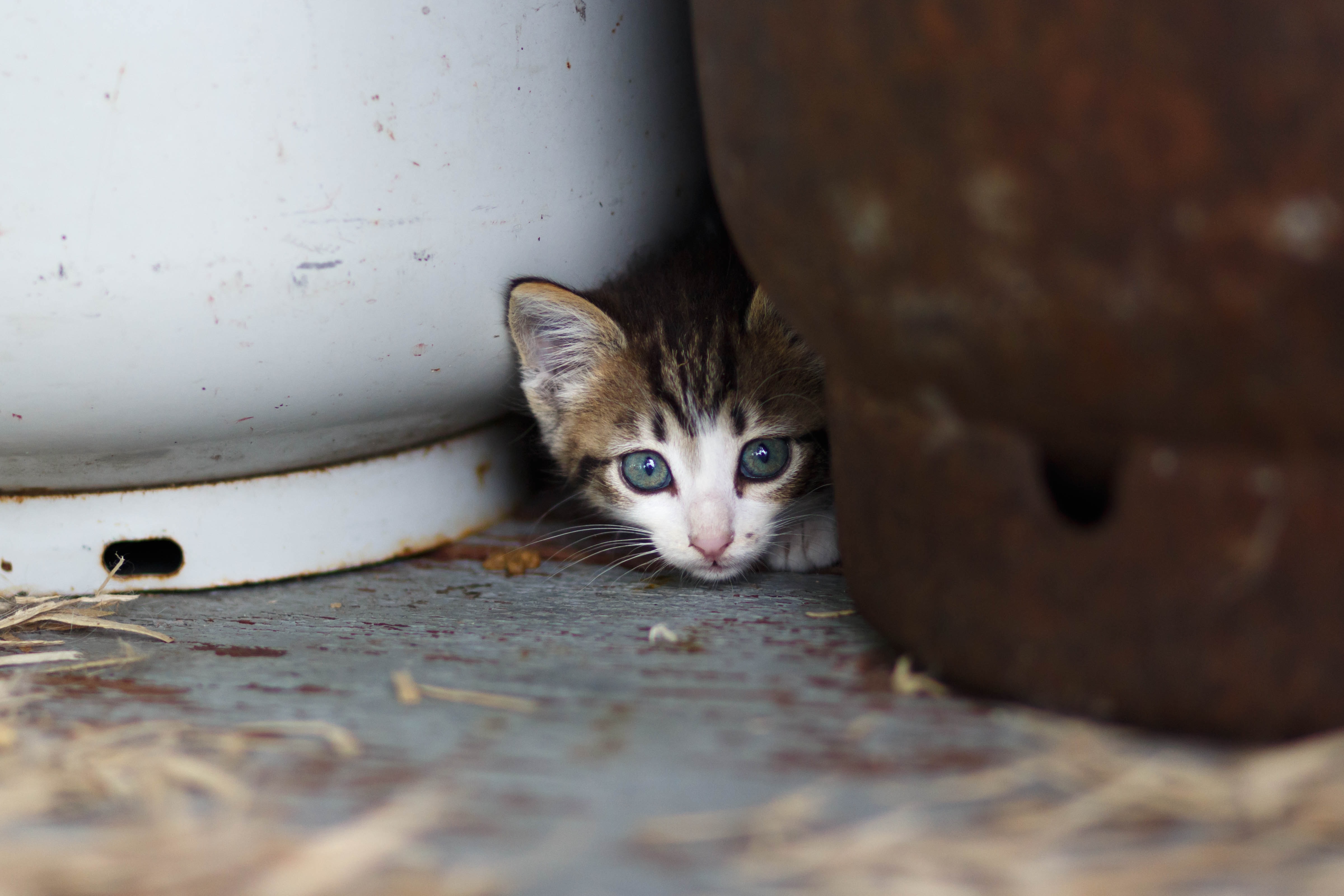 TNR: What it is, Why it is Important, and How to Help – The Kitten Koop