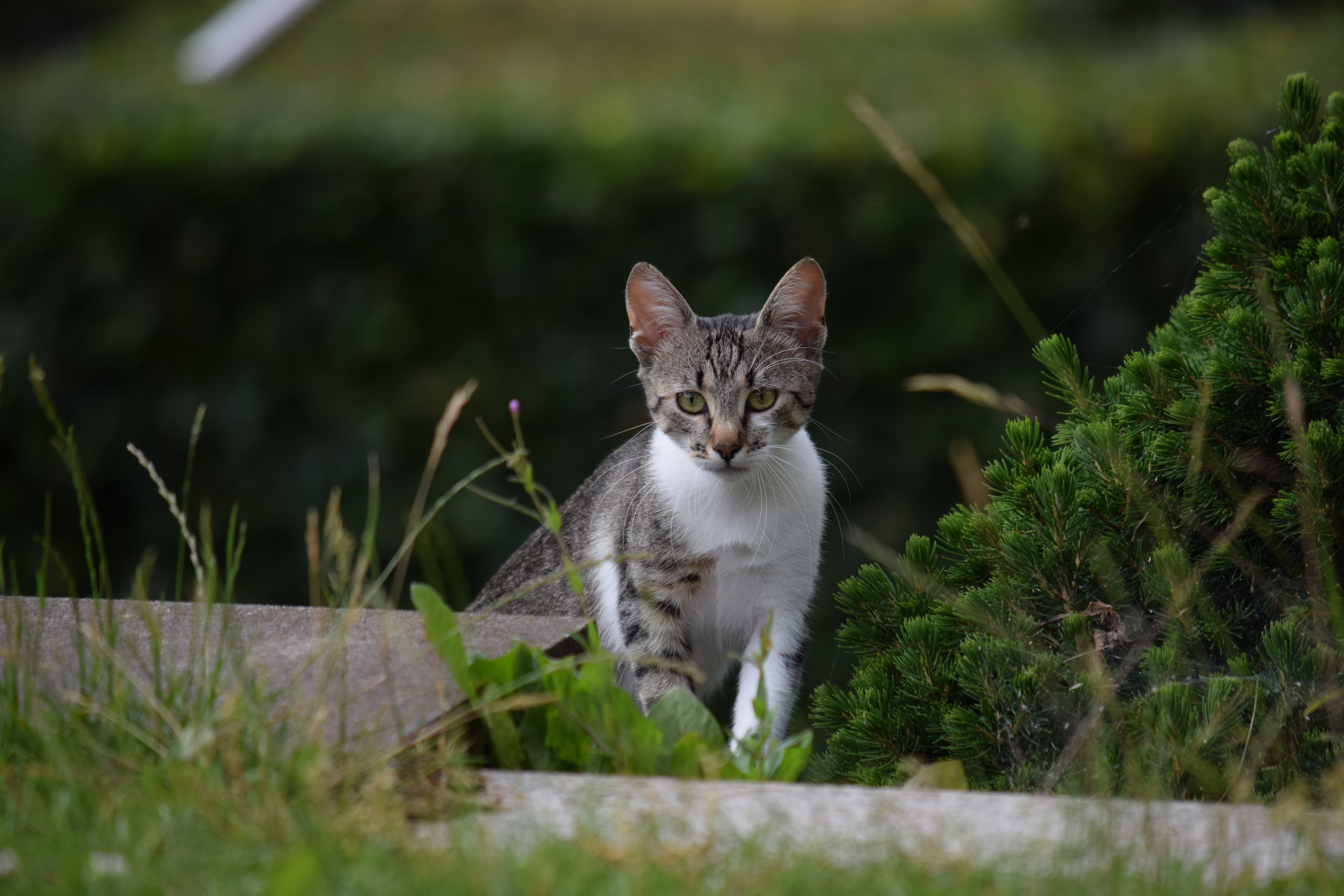 TNR: What it is, Why it is Important, and How to Help – The Kitten Koop