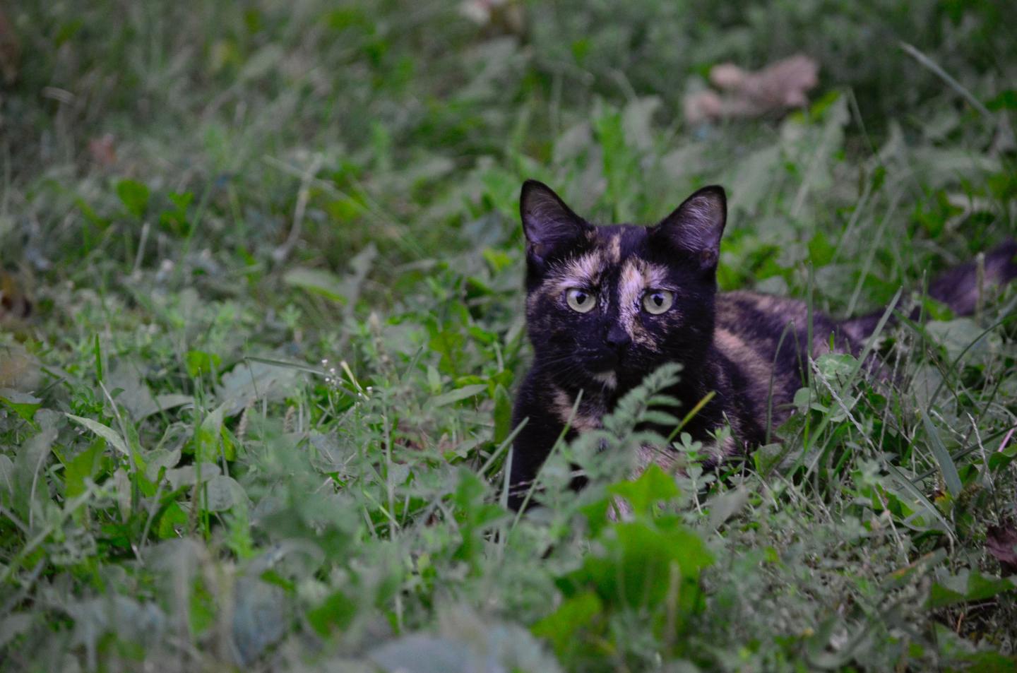 TNR: What it is, Why it is Important, and How to Help – The Kitten Koop