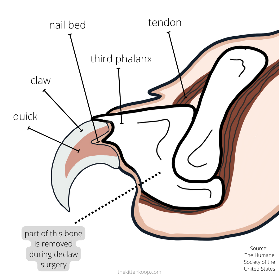Should You Declaw Your Cat? – The Kitten Koop