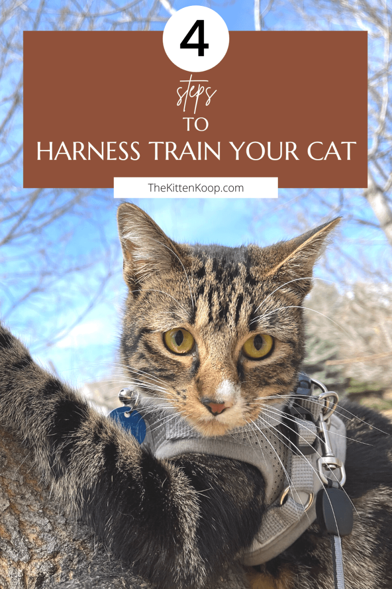 How to Harness Train Your Cat in 4 Steps – The Kitten Koop